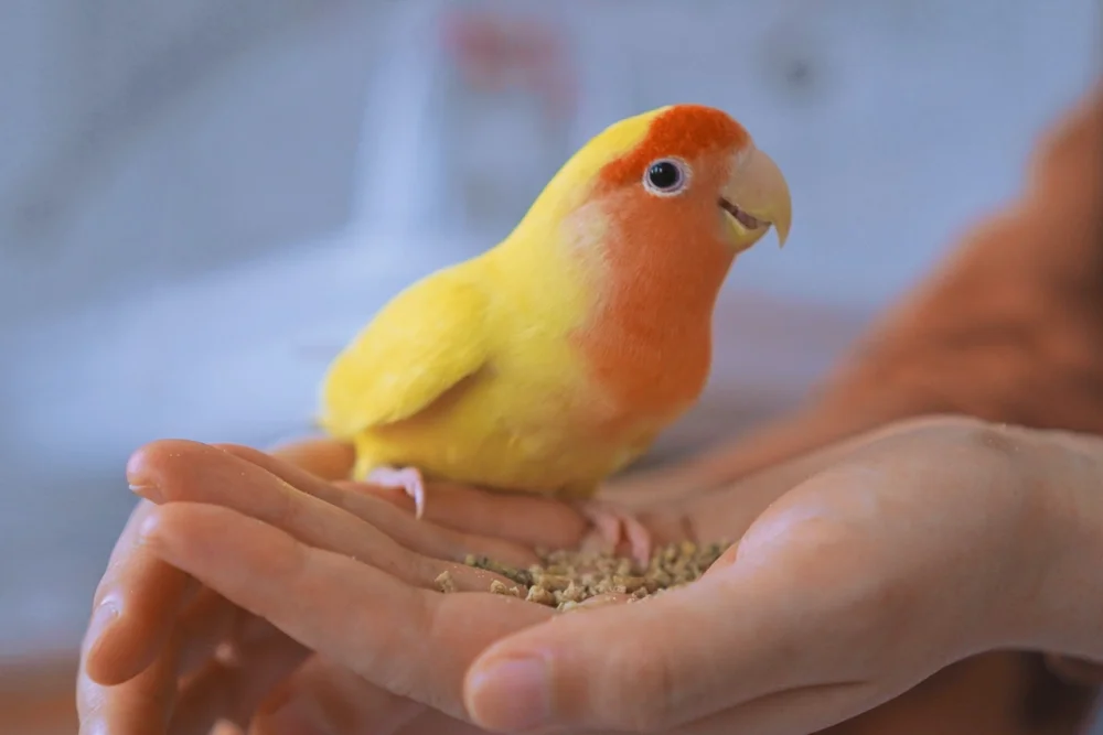 Bell Family Veterinary Service