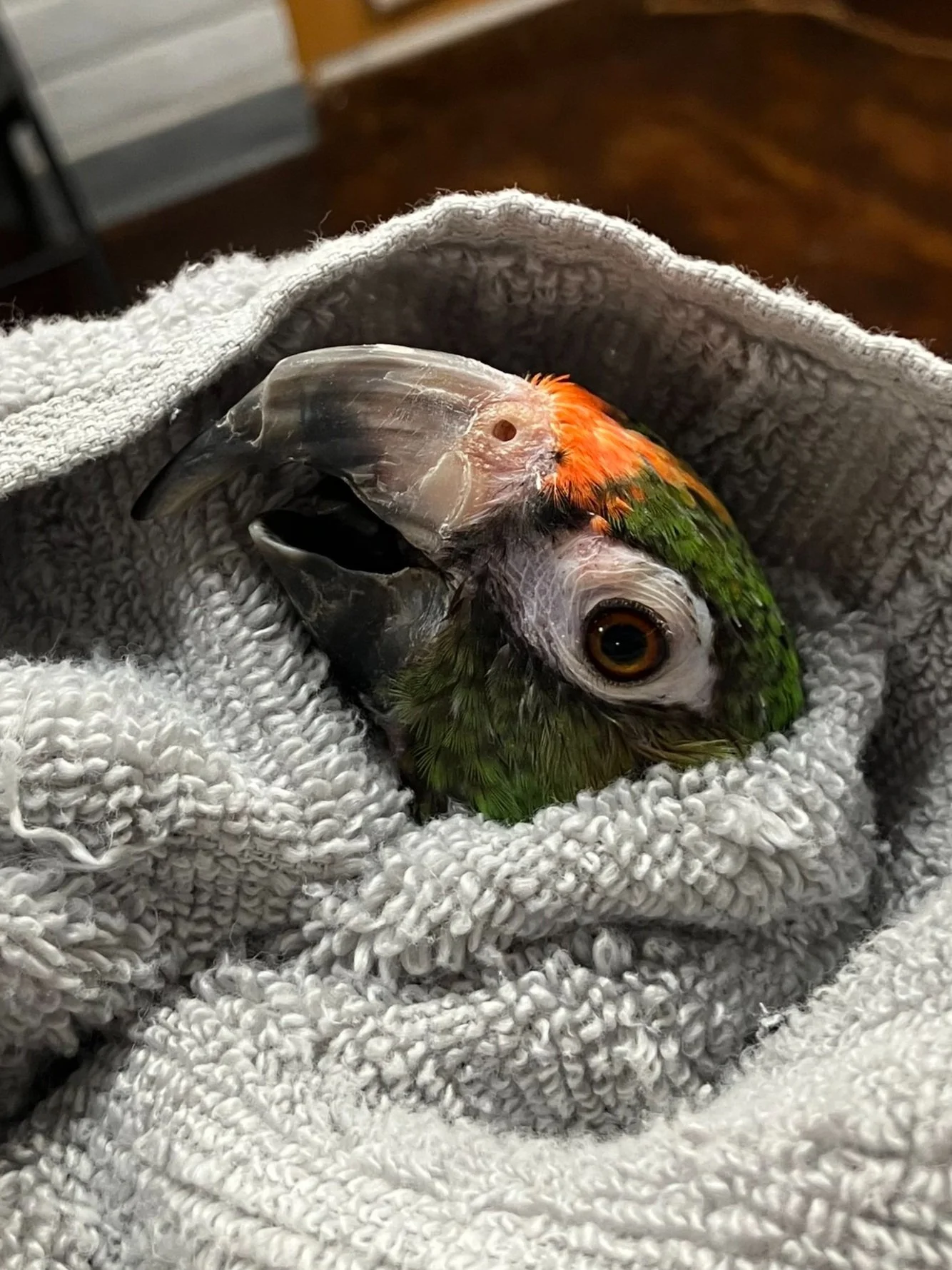 Bird Grooming — Bell Family Veterinary Service