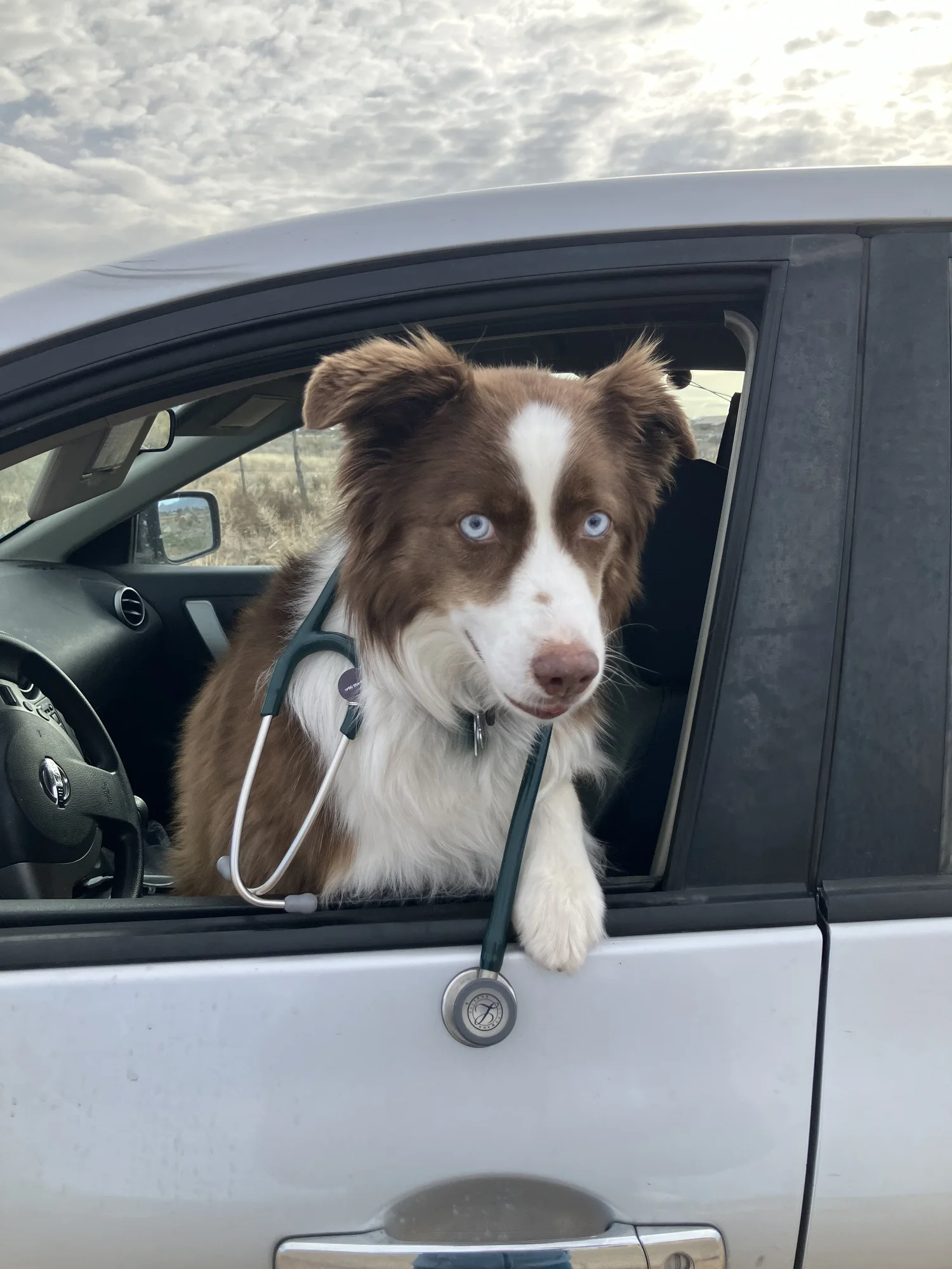 About Us — Bell Family Veterinary Service