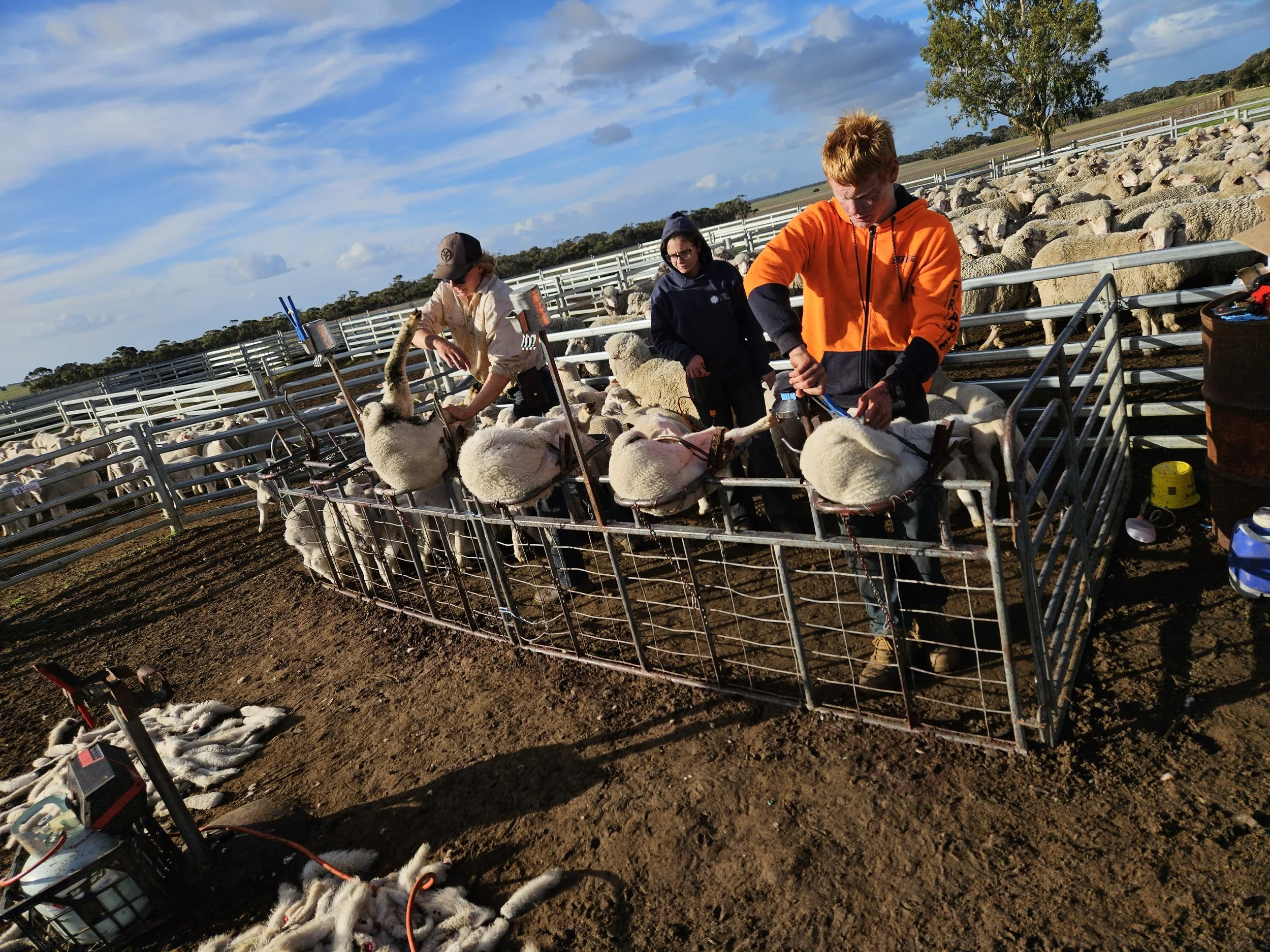 Premium Lamb Marking Cradles — Dusty Rural Contracting