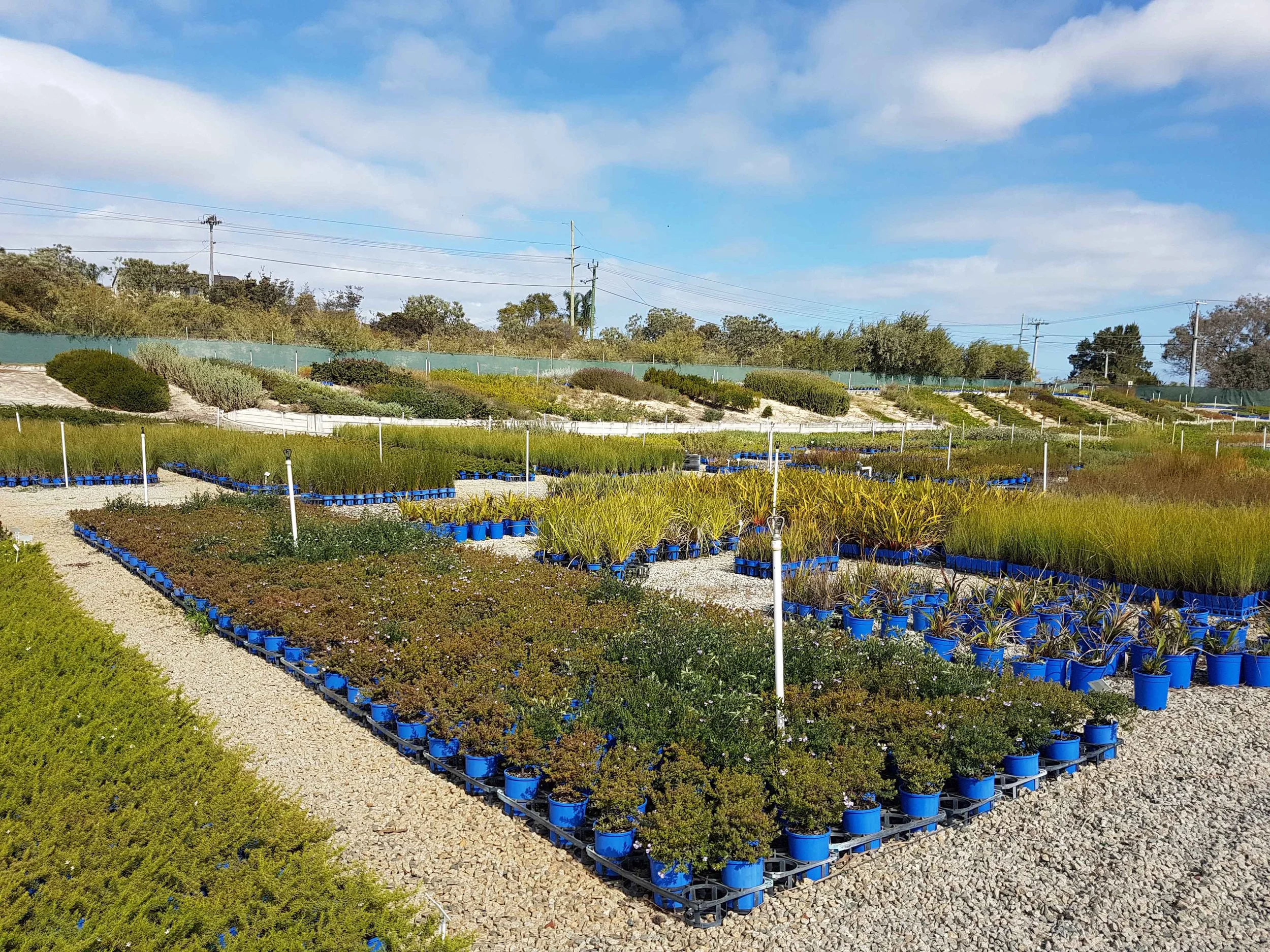 Best Native Plant Nursery in Perth, WA | Workpower
