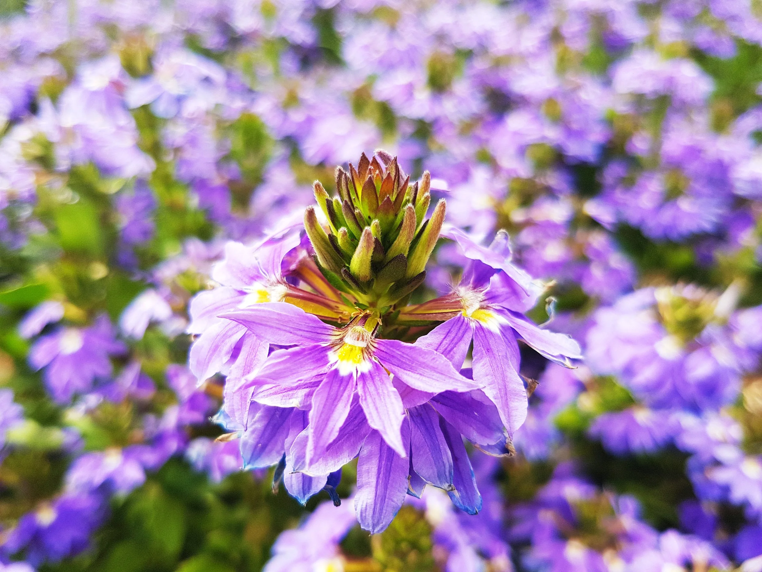 Best Native Plant Nursery in Perth, WA | Workpower