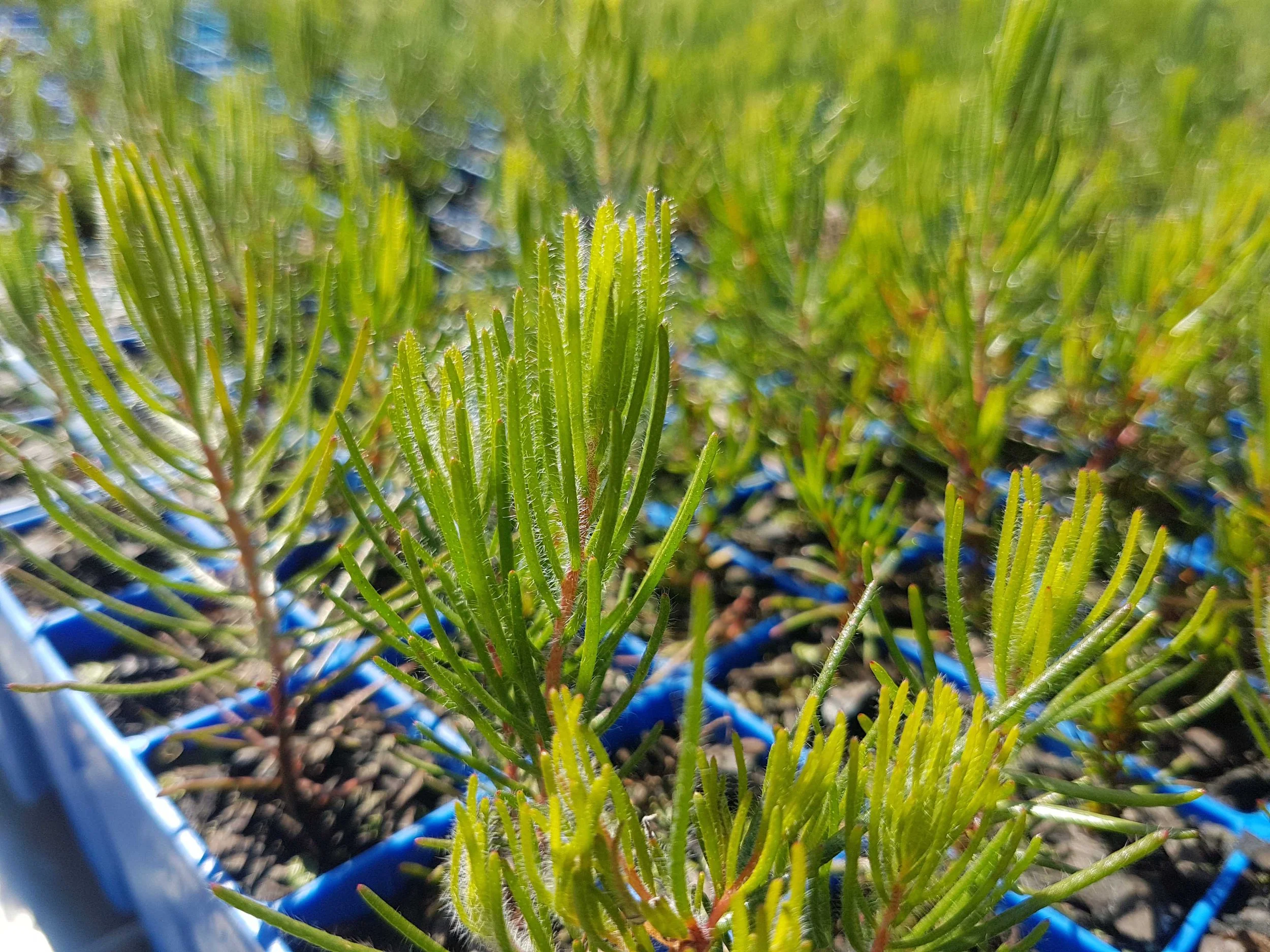 Best Native Plant Nursery in Perth, WA | Workpower