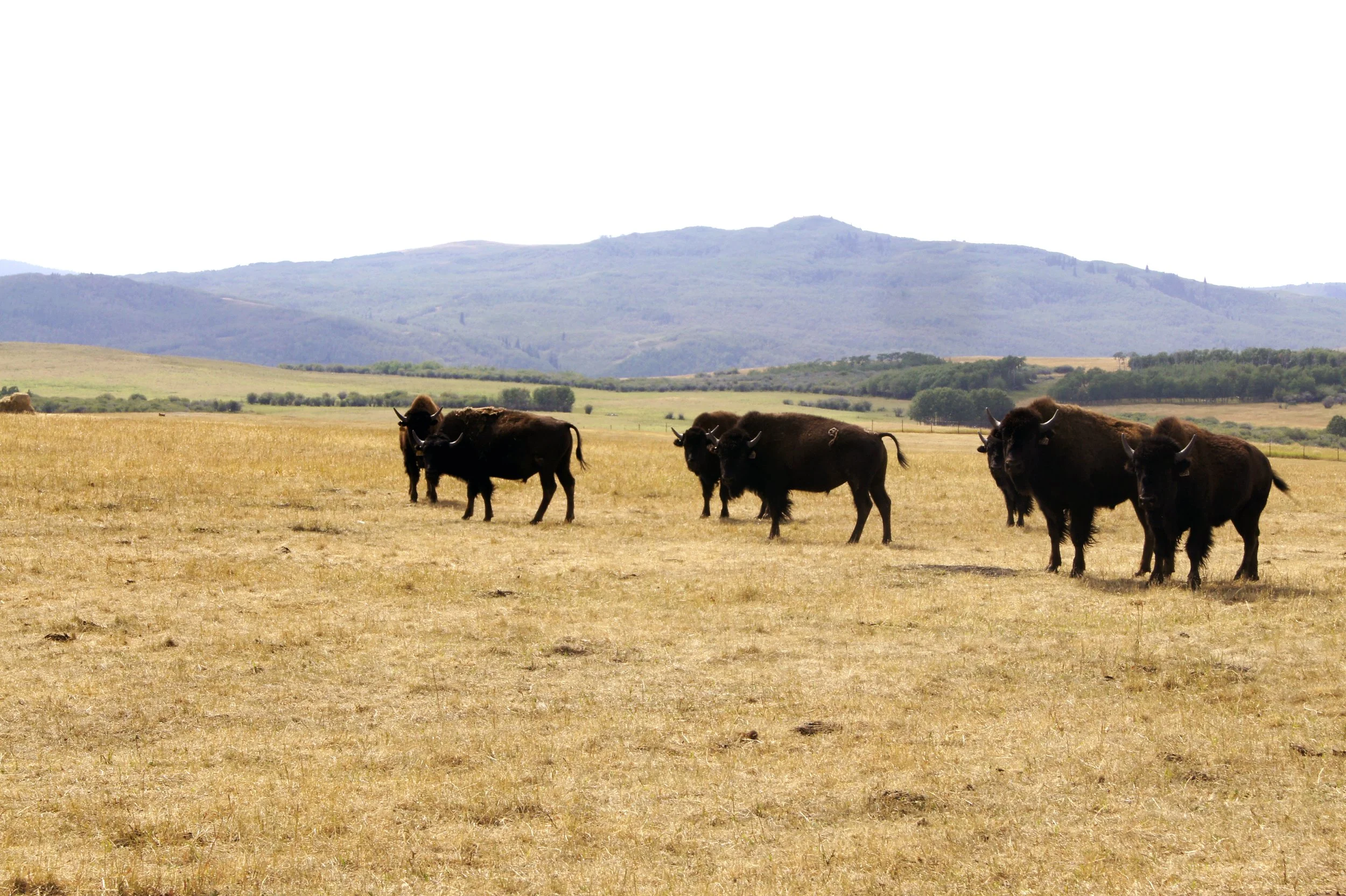 Explore The Story of Grizzly Ridge — HighPlainsBison.com