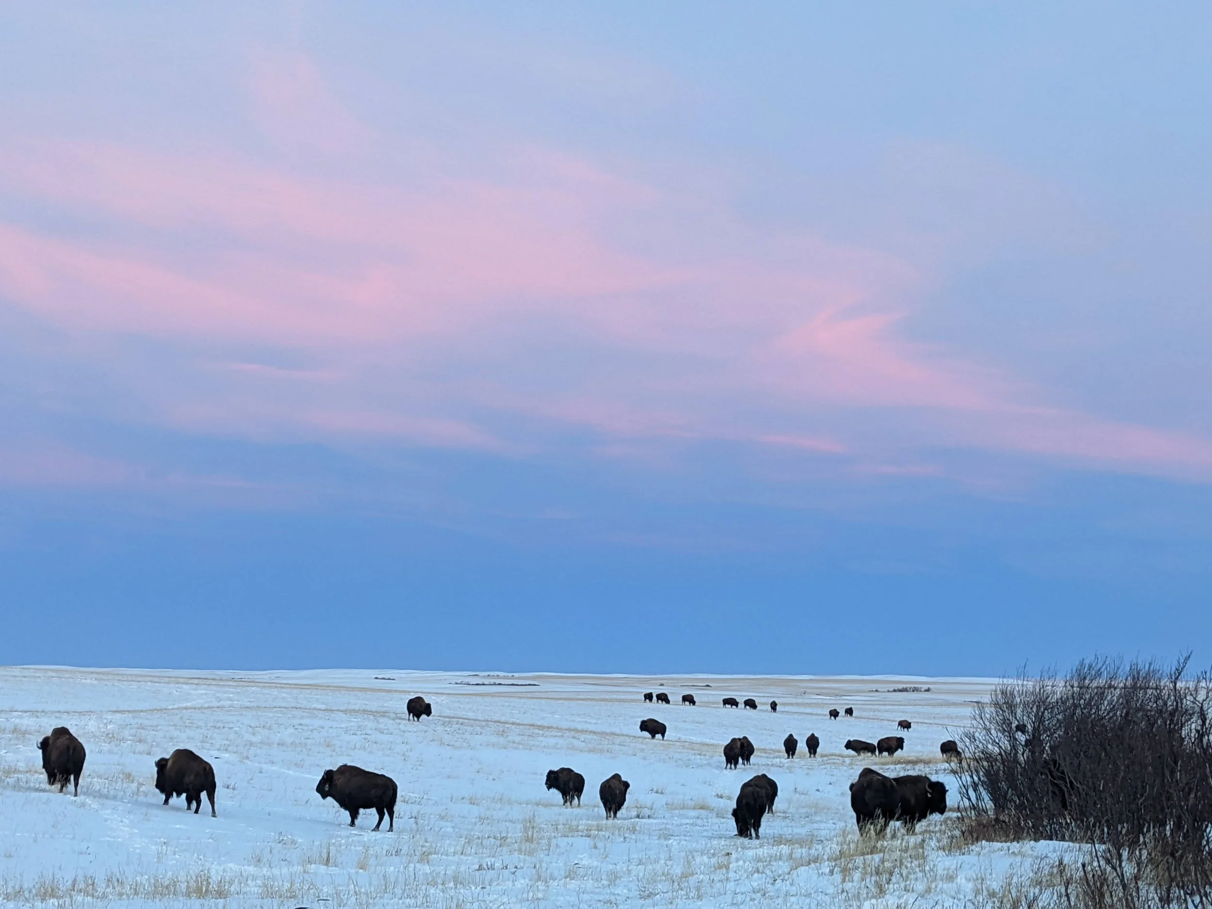 Explore The Story Chinook Bison Ranch — HighPlainsBison.com