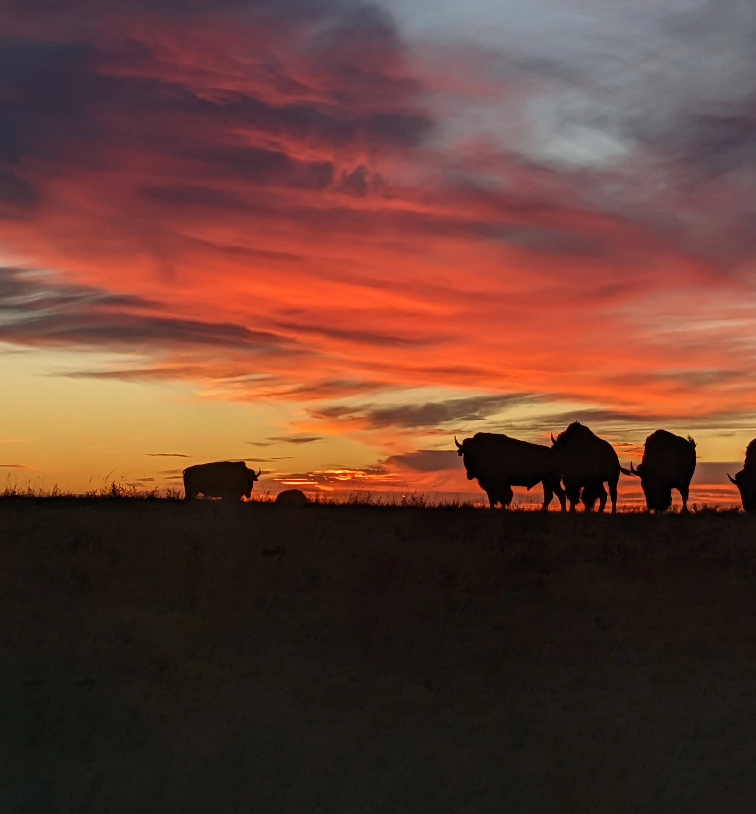 Explore The Story Chinook Bison Ranch — HighPlainsBison.com