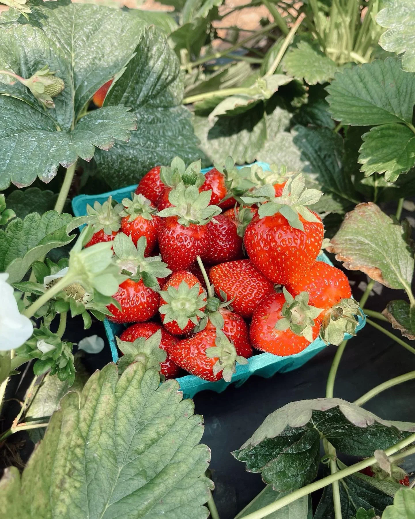 Fun Activities — Messick's Farm Market