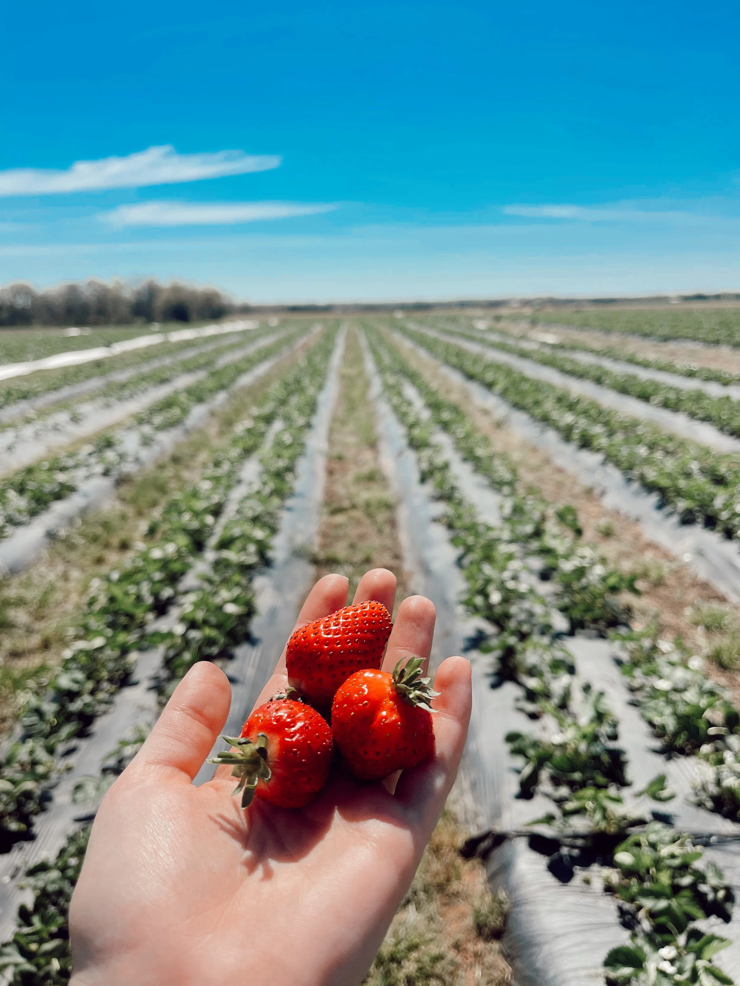 Messick's Farm Market
