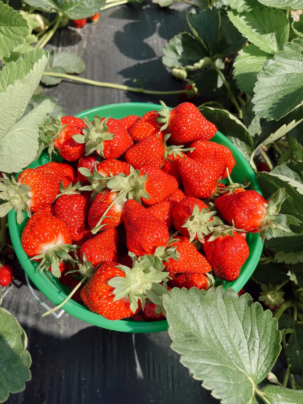 Messick's Farm Market