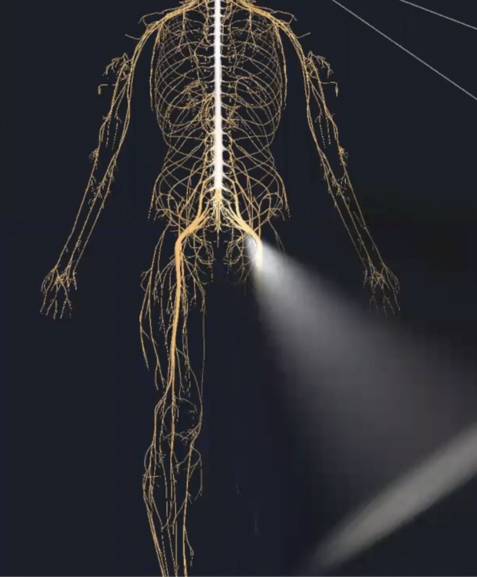 Movement Bottlenecks — The Range Rehab And Performance