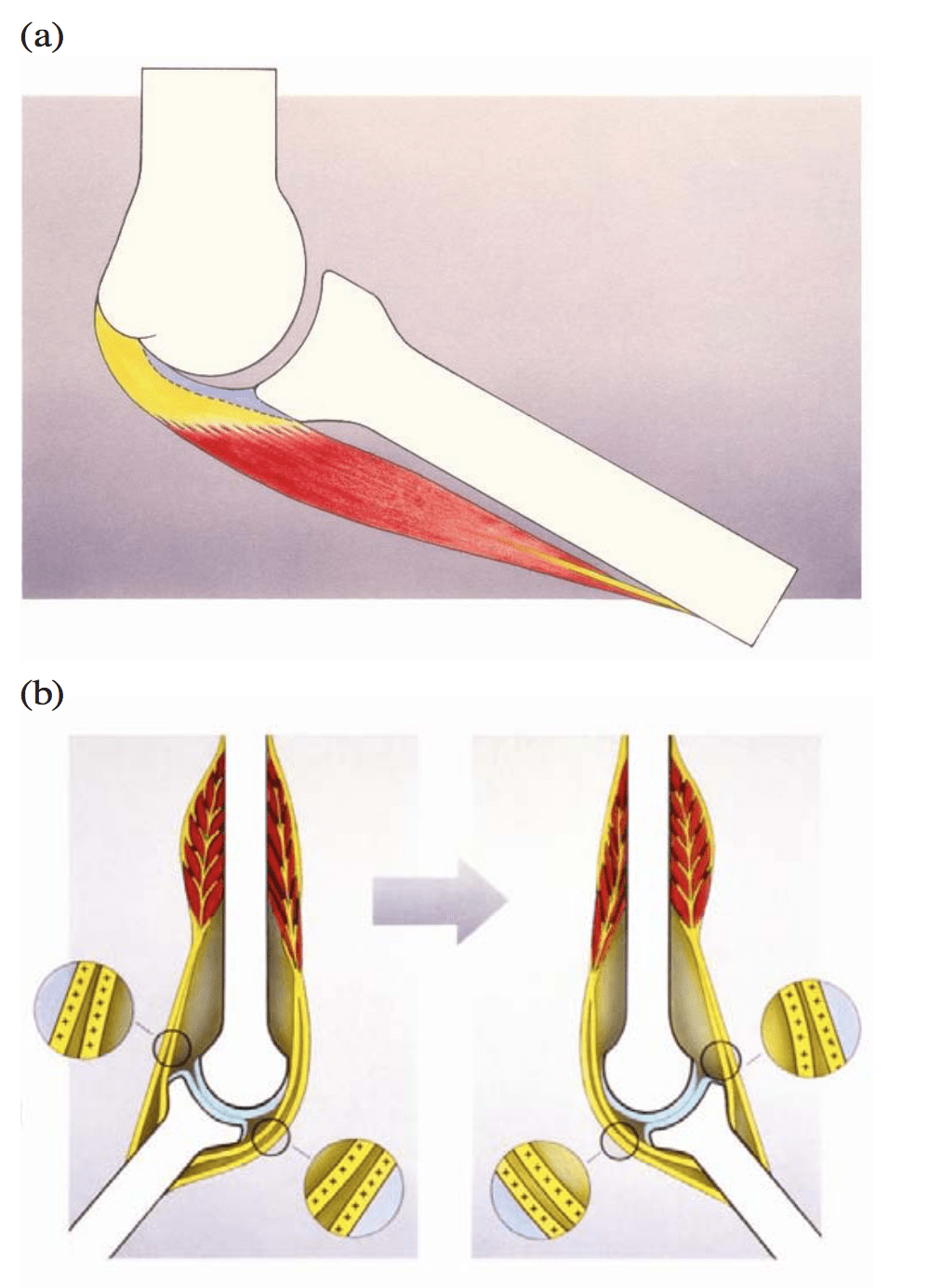 A Comprehensive Guide to Range of Motion (ROM) — The RANGE Rehab and ...