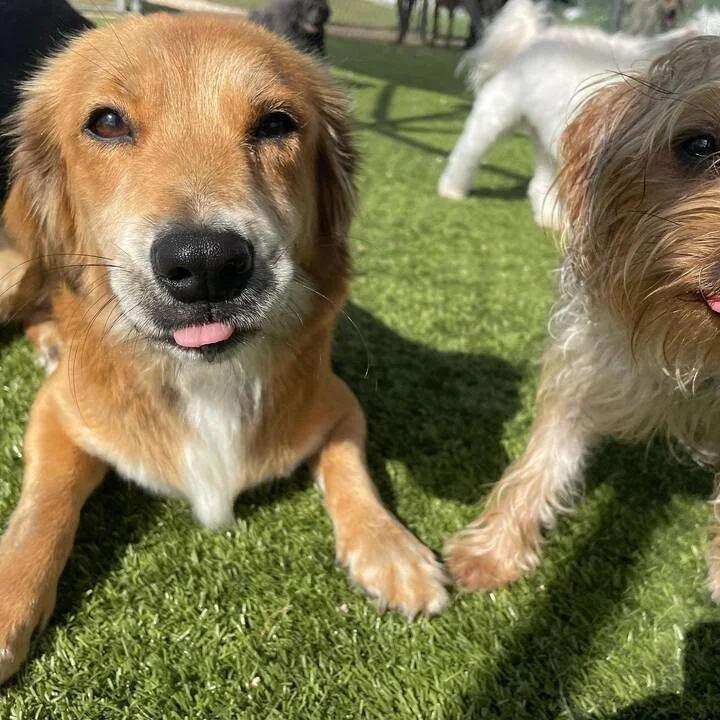 Services — East Side Pet Ranch - Dog Boarding, Daycare, & Grooming