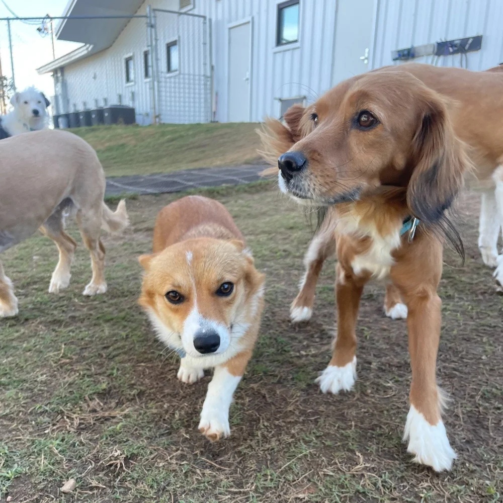 Photos — East Side Pet Ranch - Dog Boarding, Daycare, & Grooming