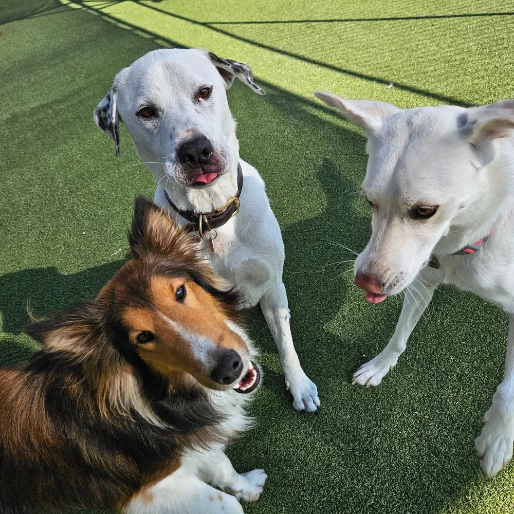 Photos — East Side Pet Ranch - Dog Boarding, Daycare, & Grooming