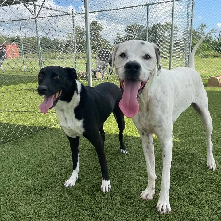 Services — East Side Pet Ranch - Dog Boarding, Daycare, & Grooming