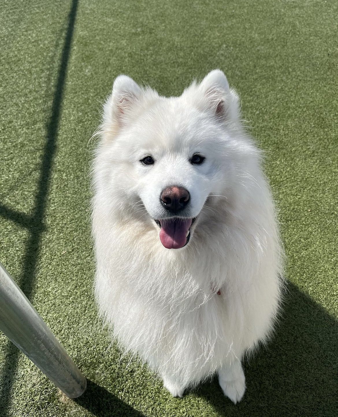 Services — East Side Pet Ranch - Dog Boarding, Daycare, & Grooming