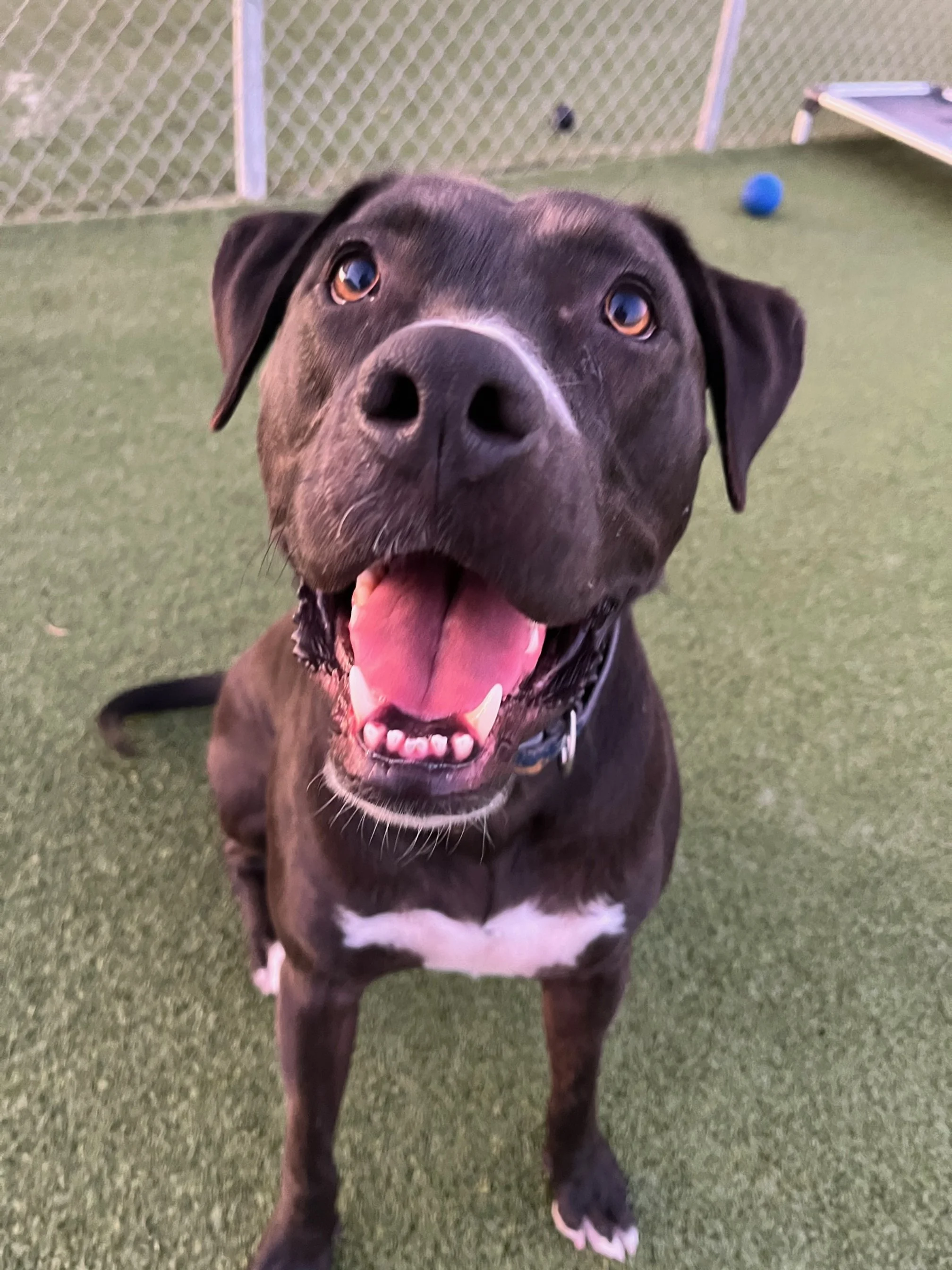 Services — East Side Pet Ranch - Dog Boarding, Daycare, & Grooming