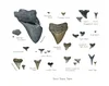 A Guide to Finding Shark Teeth on Amelia Island — Miller Rentals on Amelia