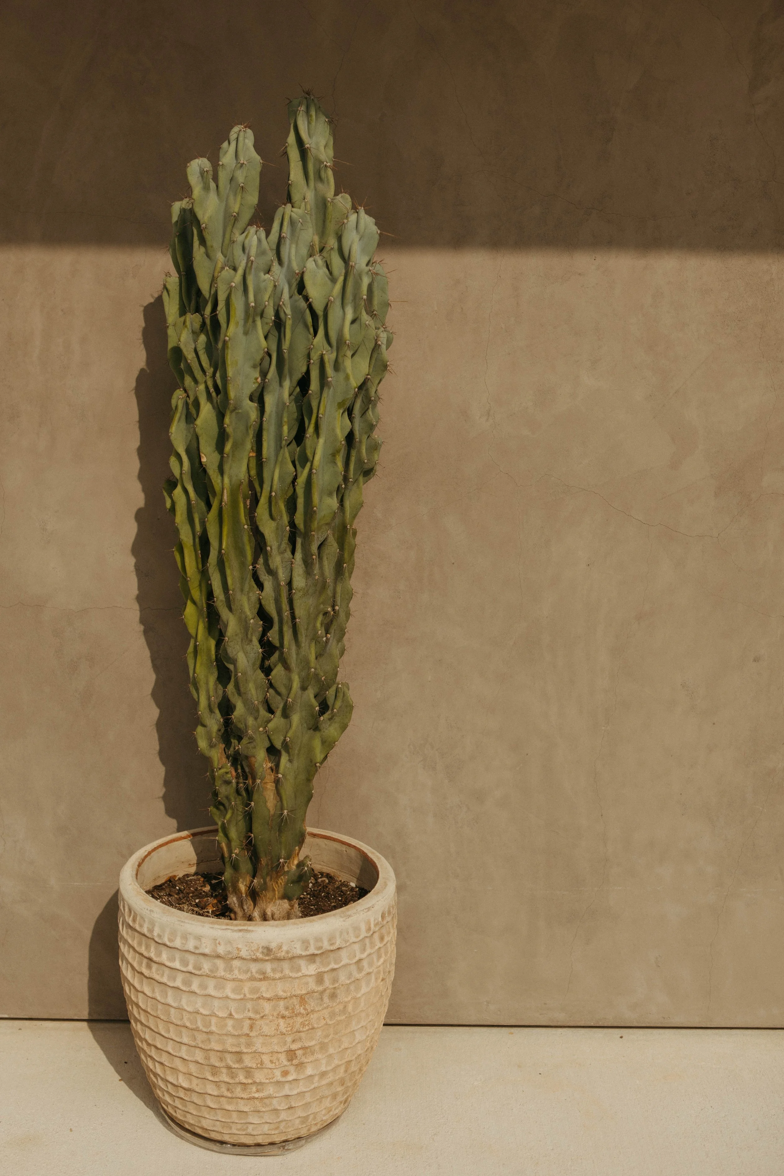 Cactus Moon Lodge Wedding — Dripping Springs, Texas | Lauren Nicole ...