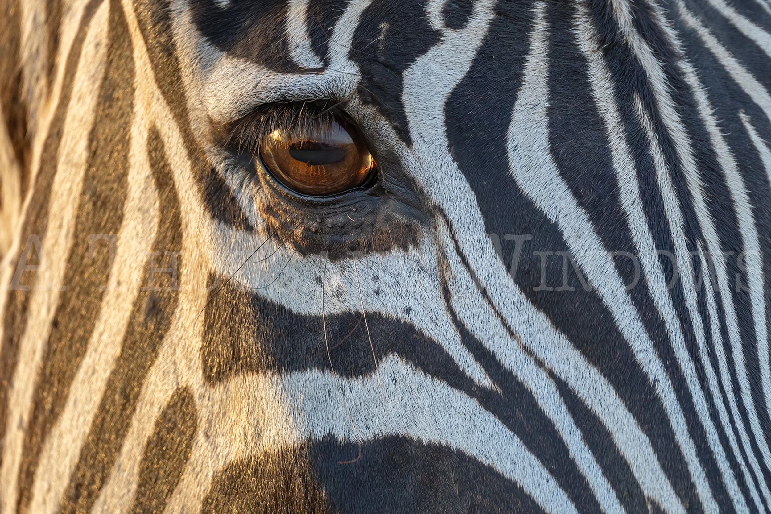 Zebra Texture — Randy Robbins Photography