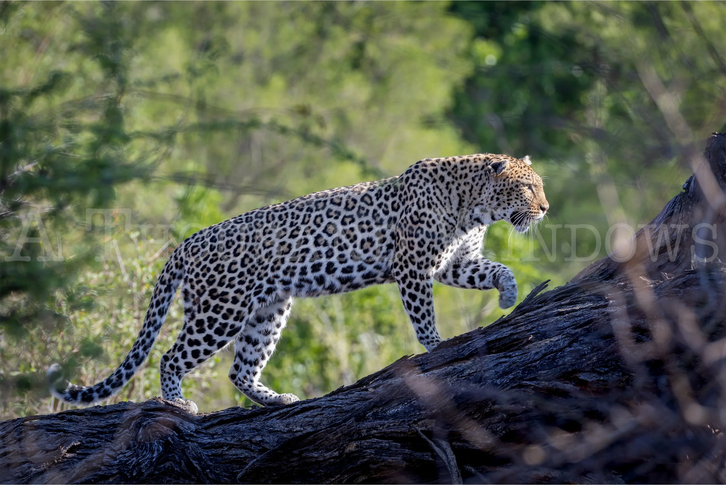African Leopard — Randy Robbins Photography