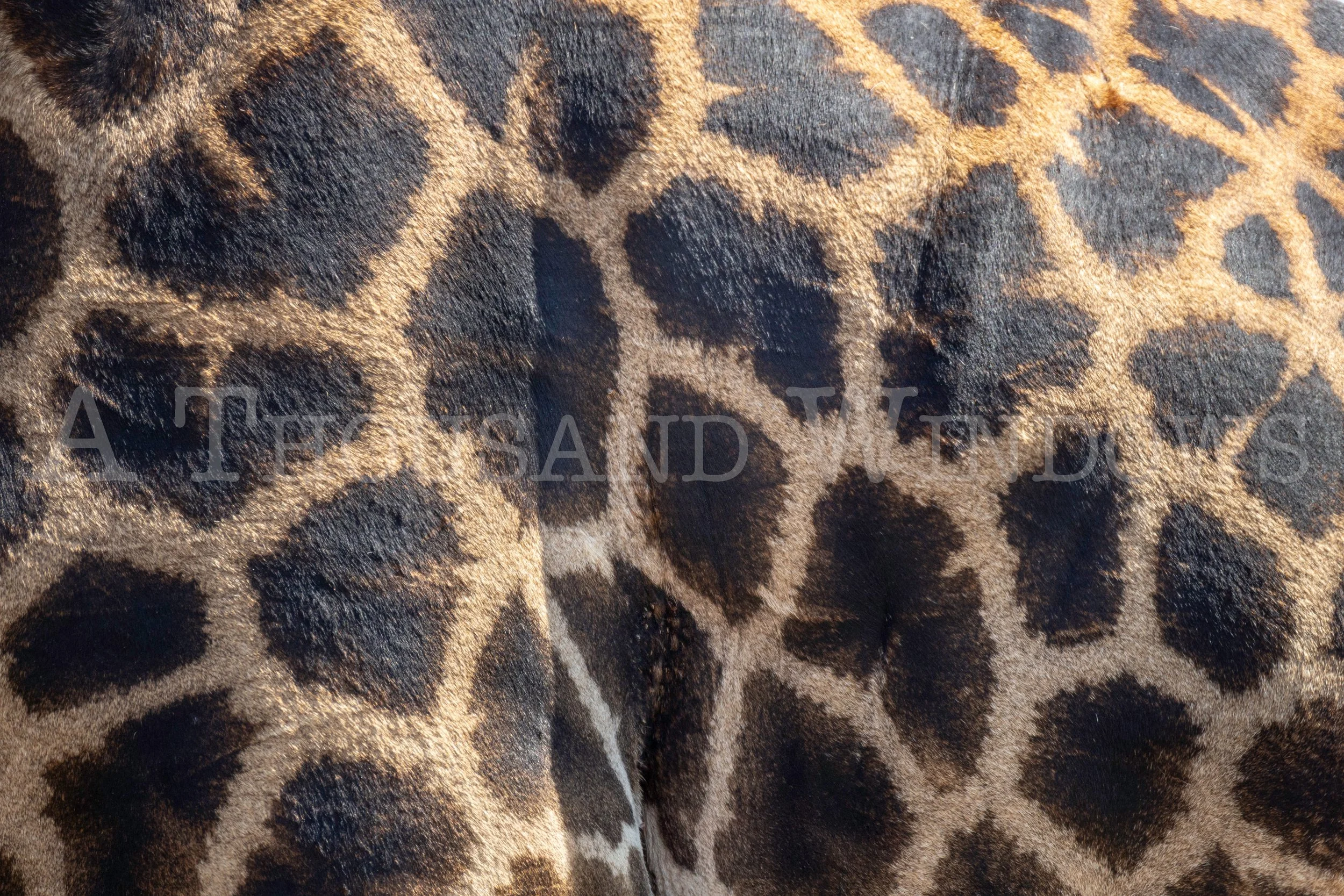 Giraffe Texture — Randy Robbins Photography