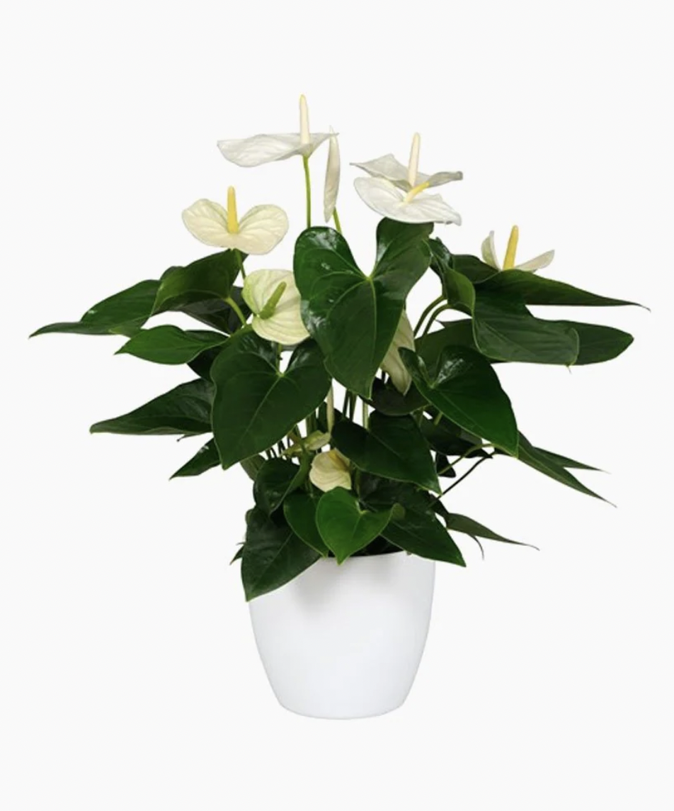 WHITE ORCHID — Flor De Monterey