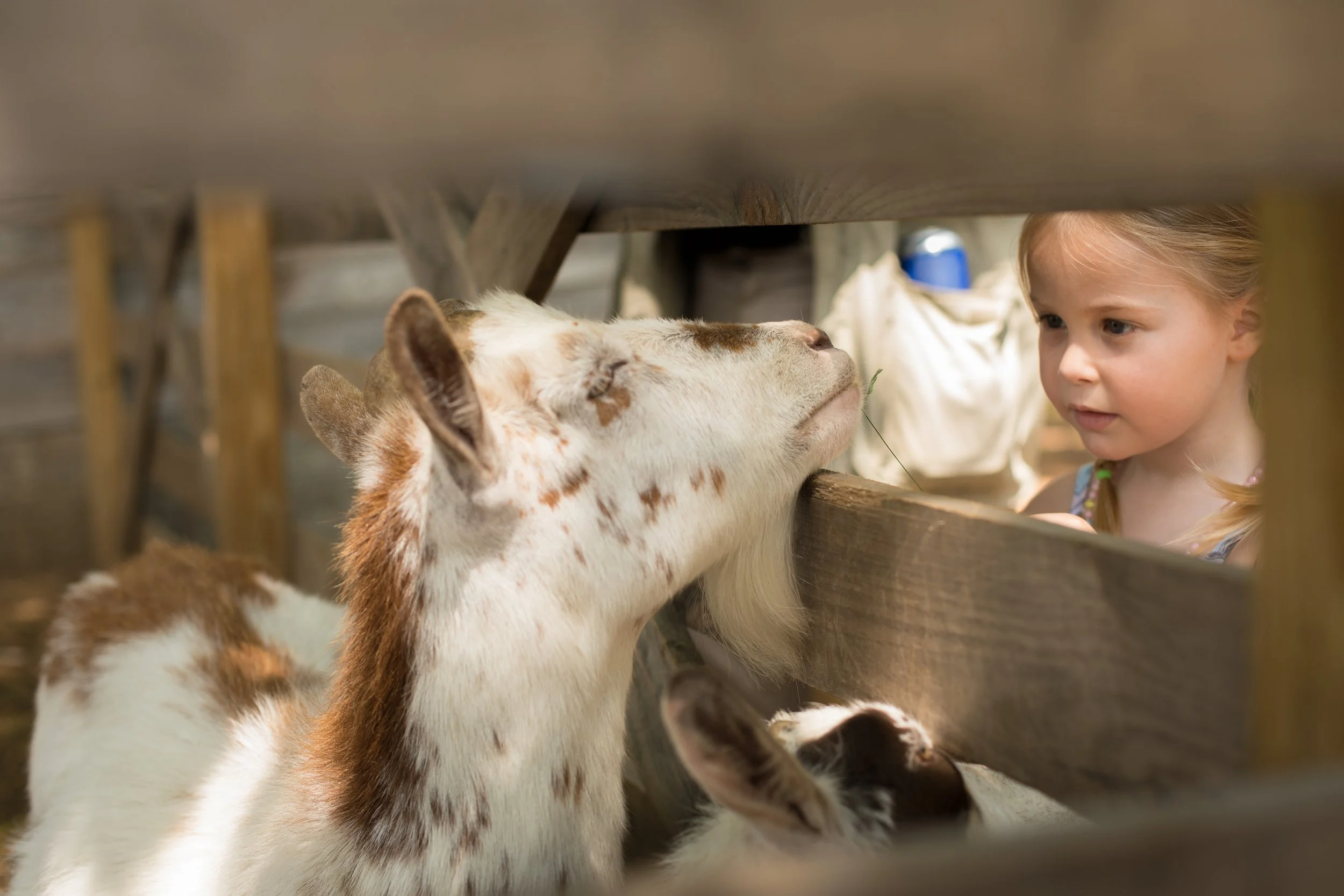 Outdoor Farm Events | Hackmatack Farm