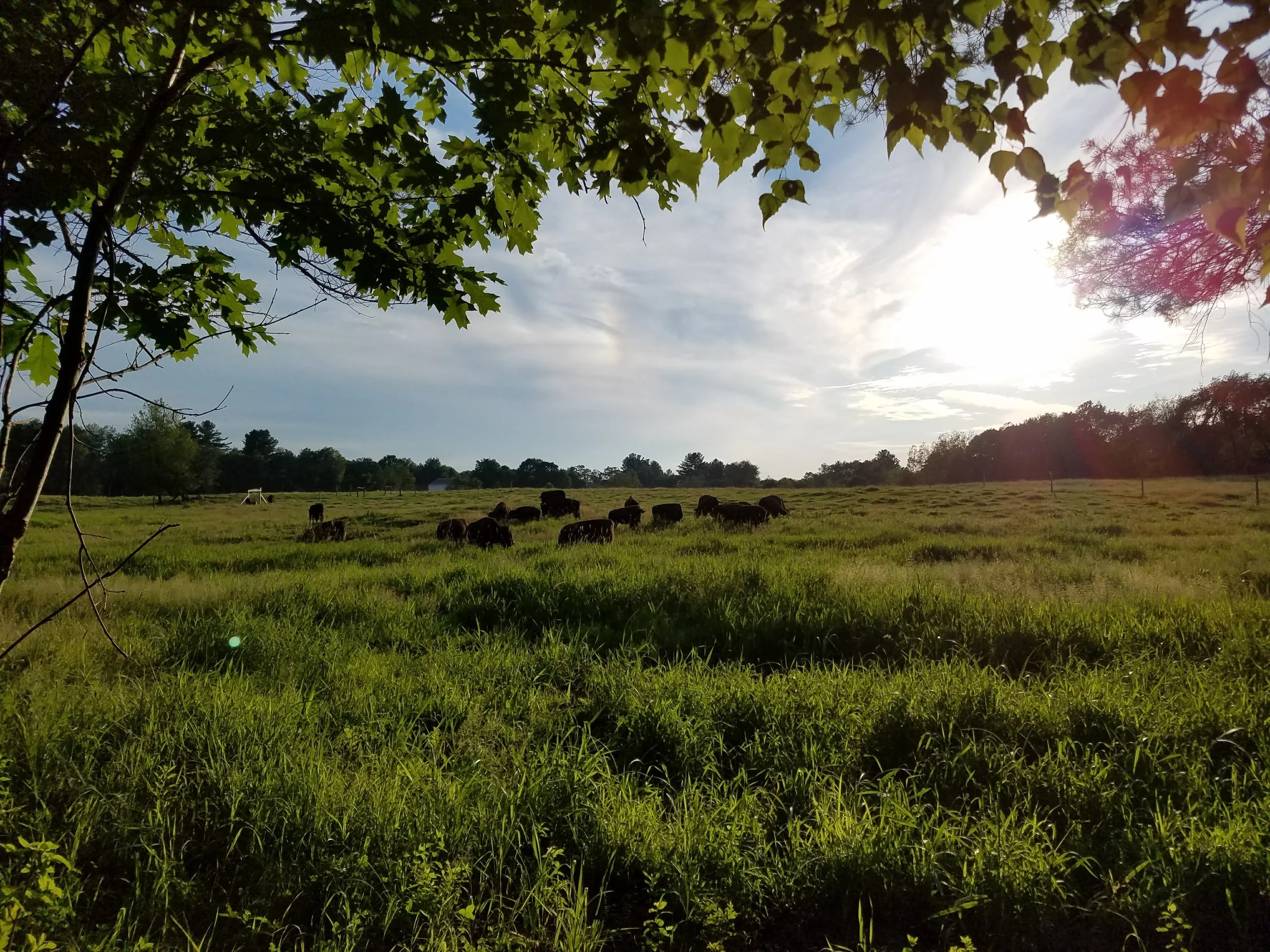 Hackmatack Farm to Table Dinner