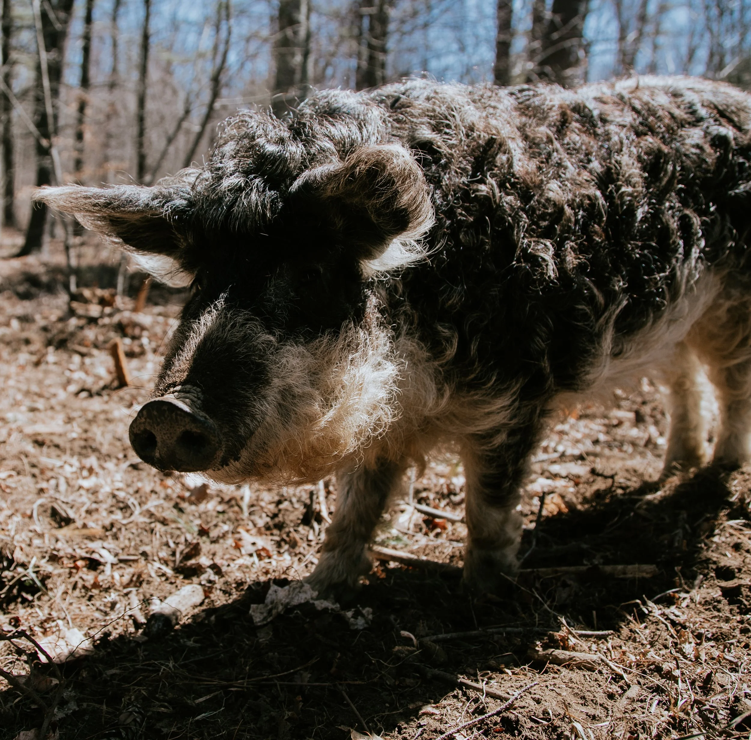 The History of Mangalitsa Pigs | Hackmatack Farm