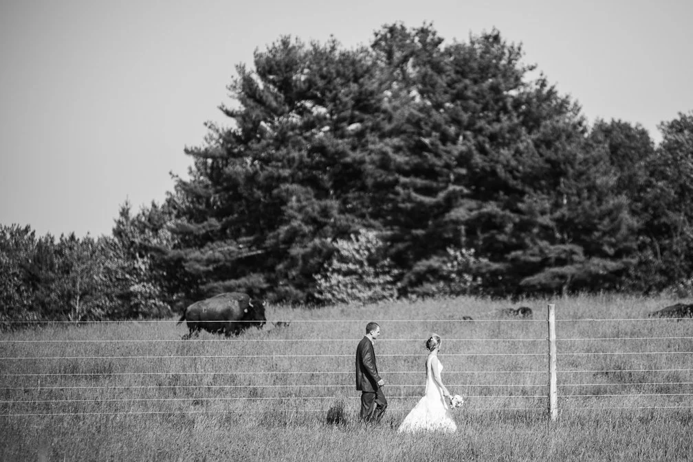 Becoming a Bison Farm | Hackmatack Farm