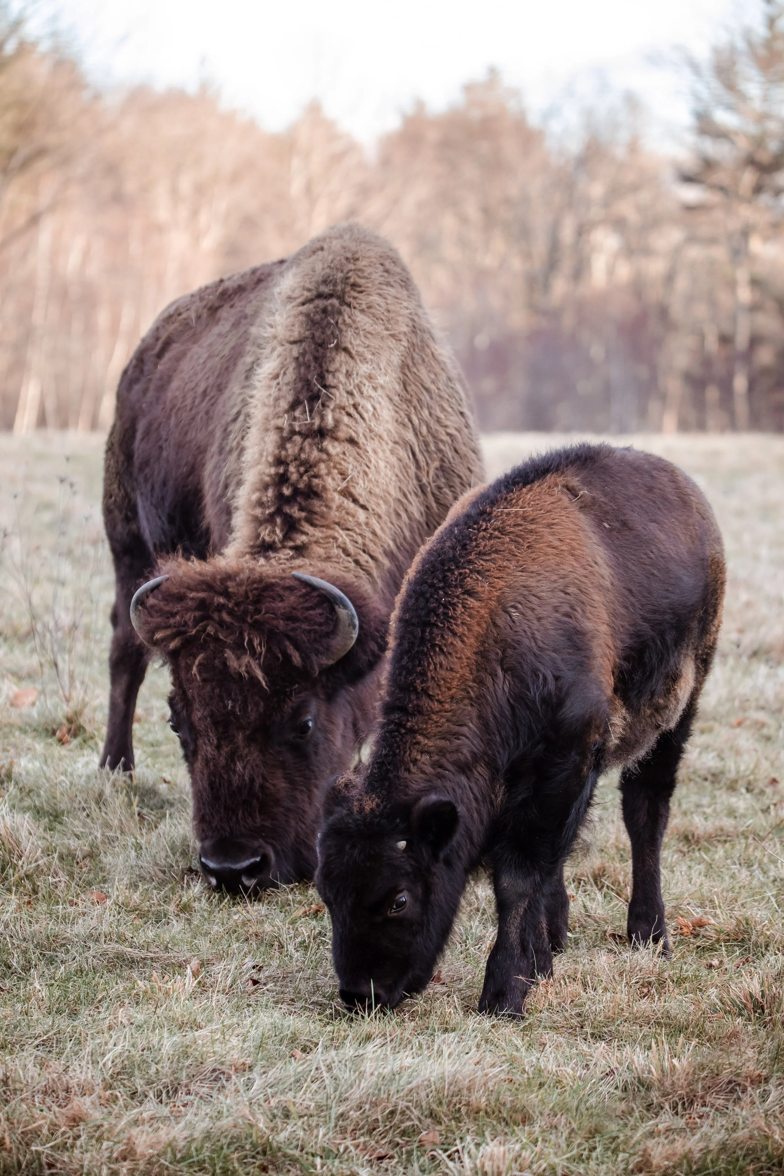 American Bison | Hackmatack Farm