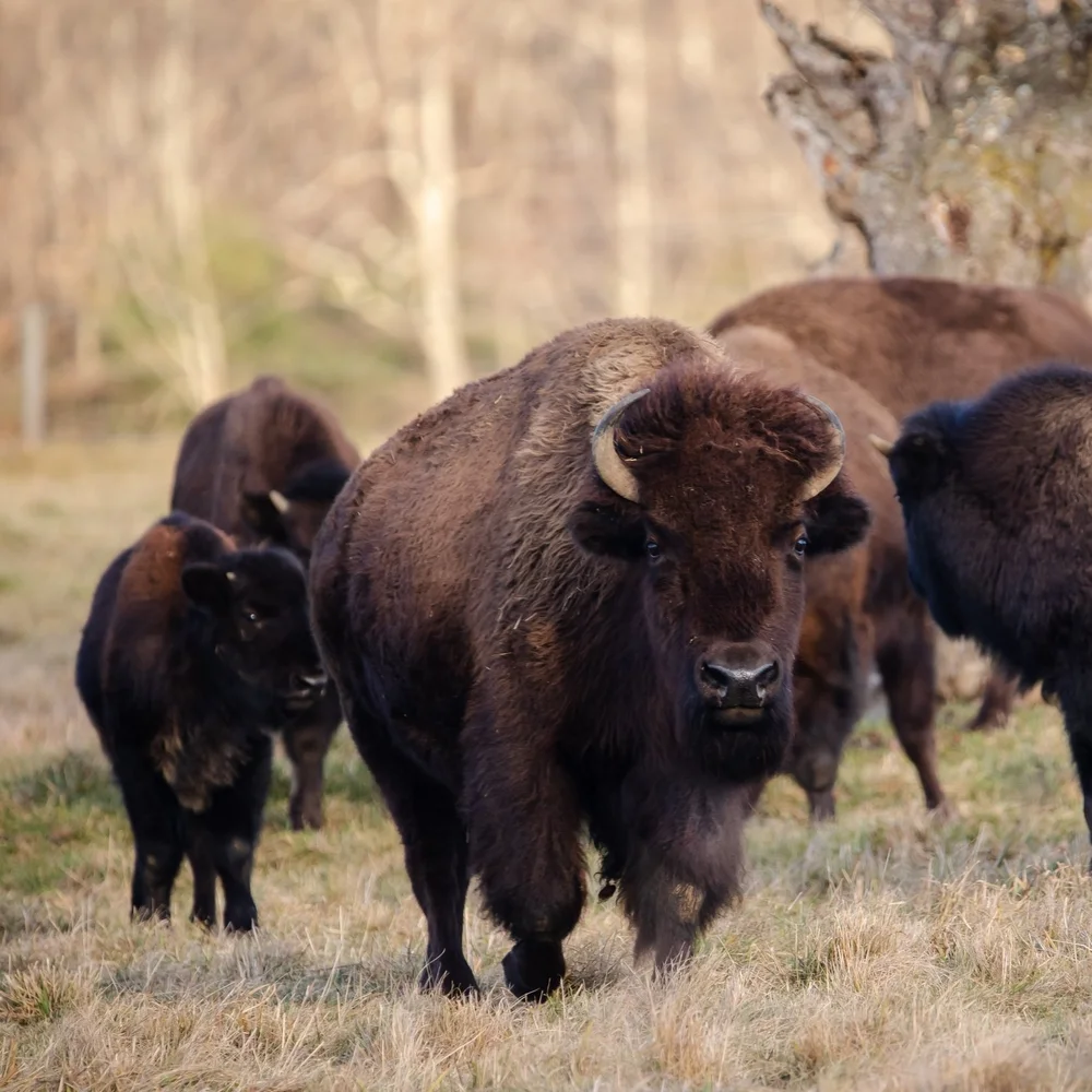 American Bison Meat Sampler Box | Hackmatack Farm