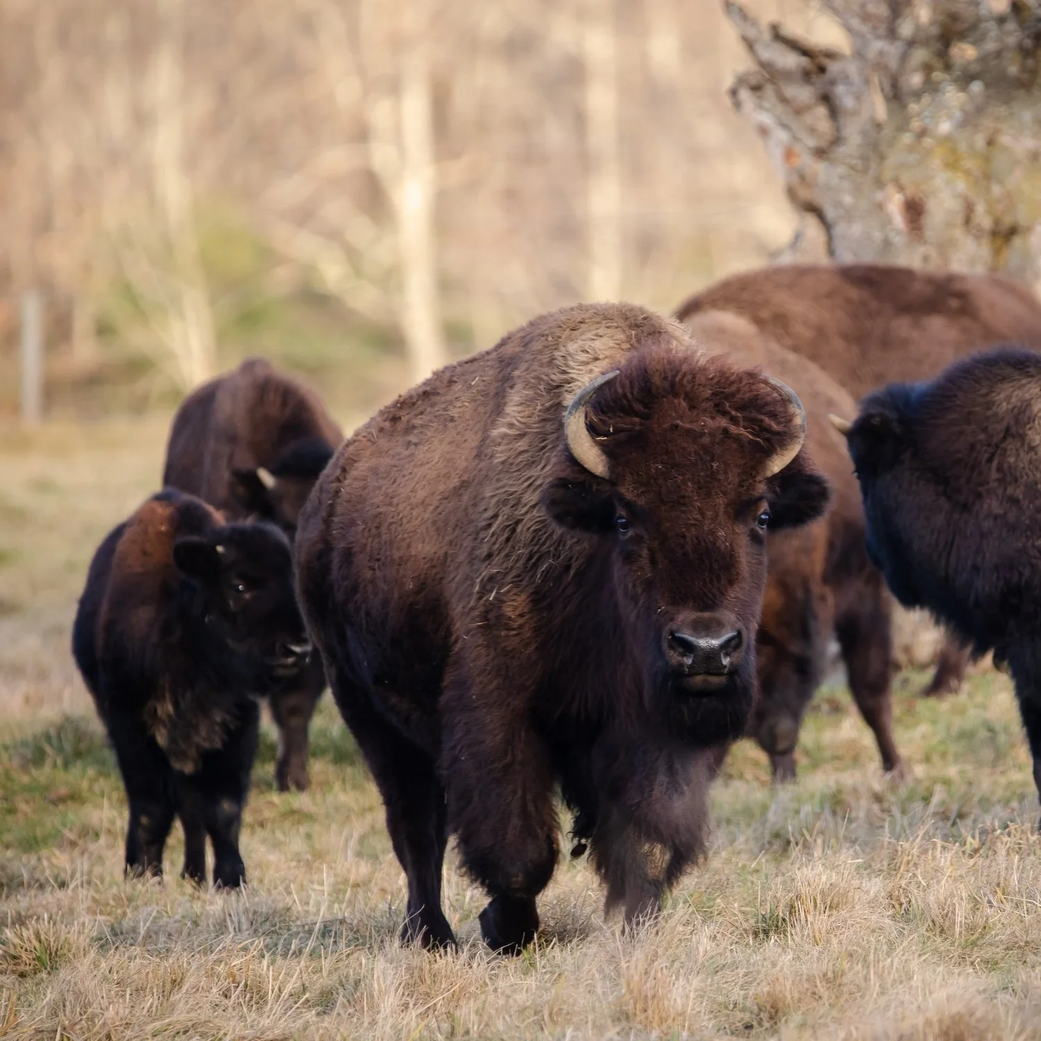 American Bison Meat Sampler Box | Hackmatack Farm