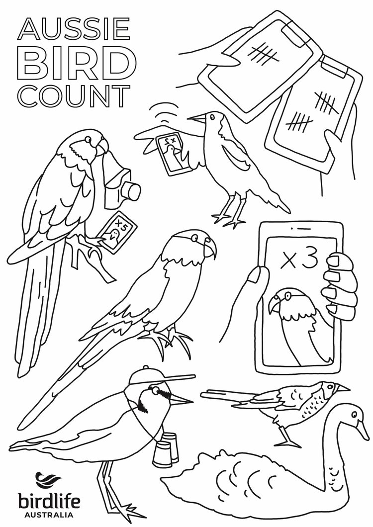 BirdLife Australia - Aussie Bird Count branding illustrations and ...