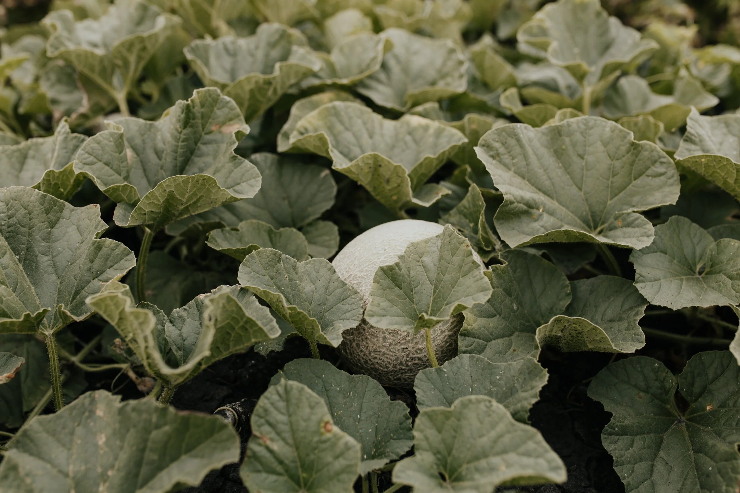 Altona Community Action Network