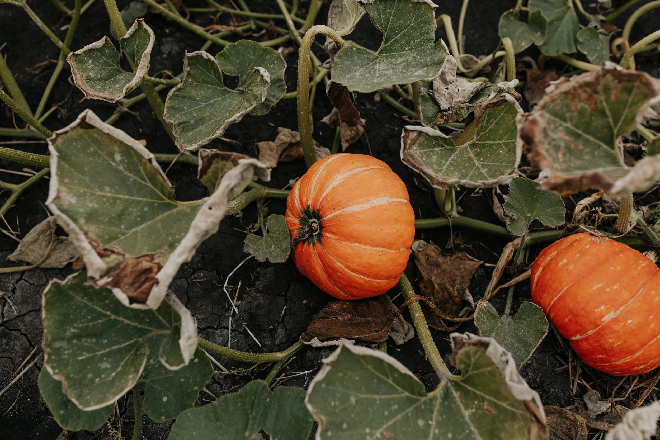 About Us — Altona Community Action Network