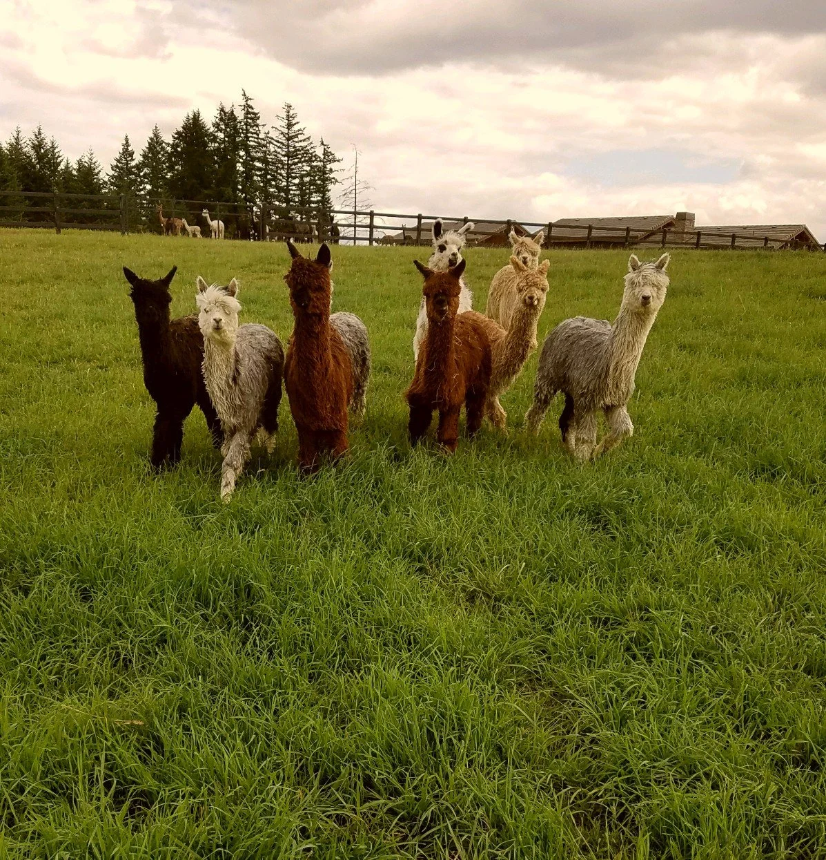 Alpacas — Halo Ranch