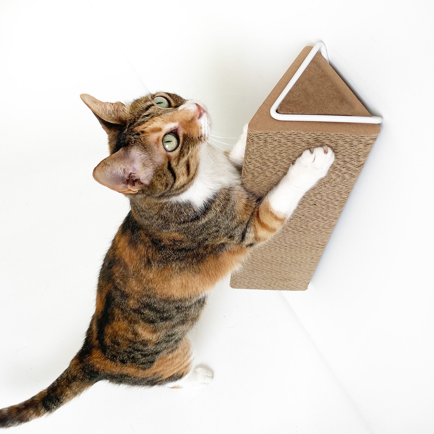 Triangular Cat Scratcher — xympo