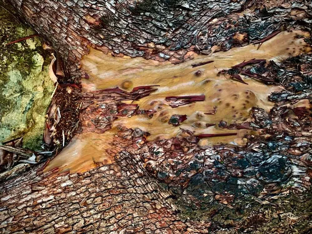 Dr Kate Schertzer ND, DC - Chiropractor & Naturopathic Physician - Salt ...