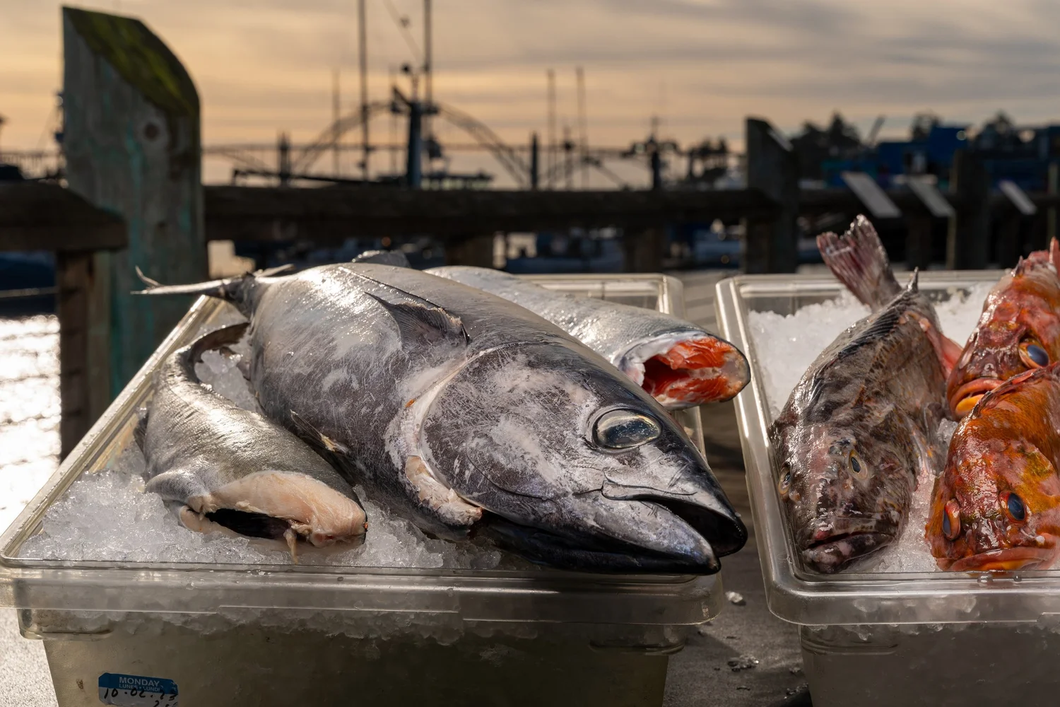 The Fish Market — Local Ocean