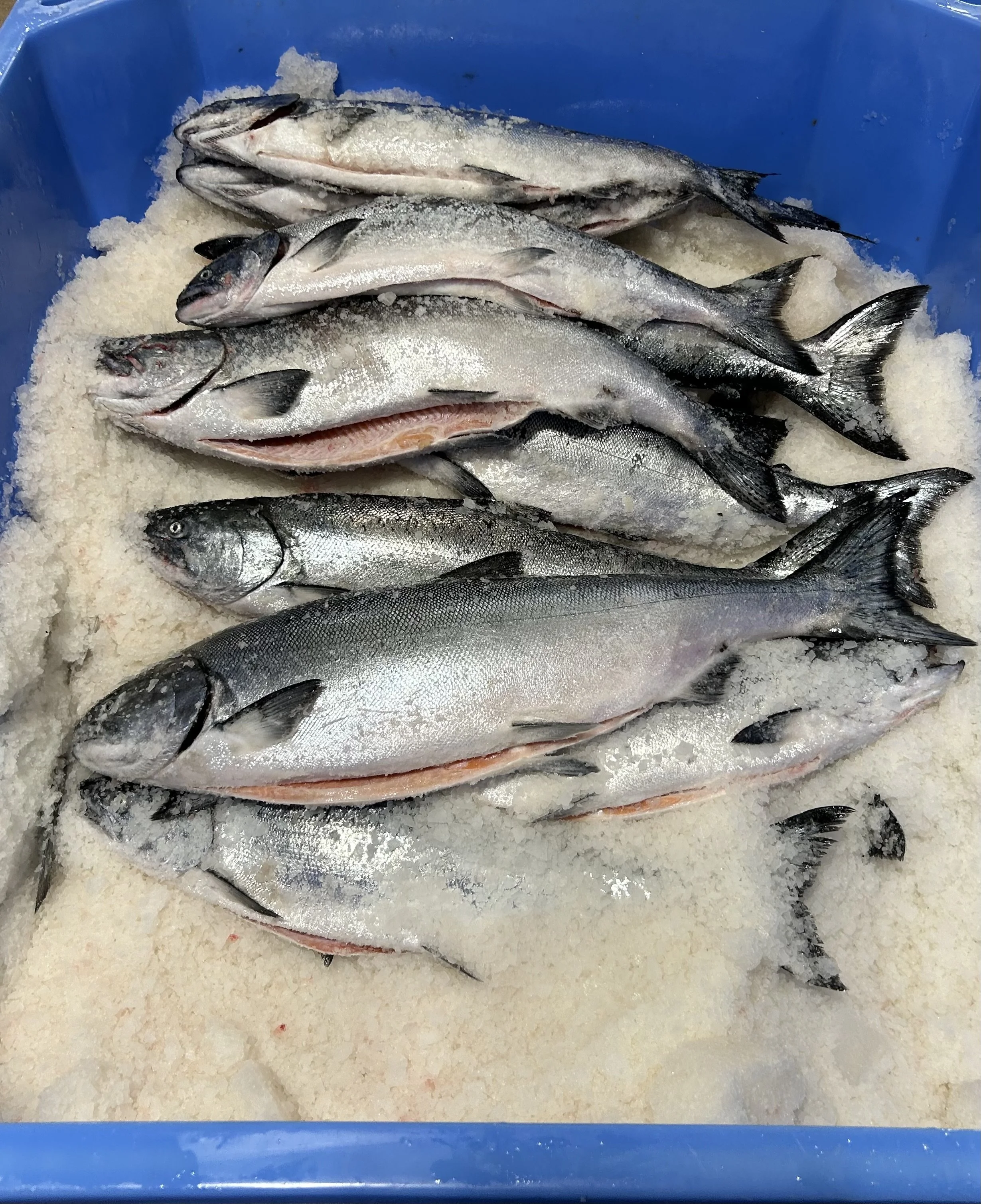 Salmon — Local Ocean