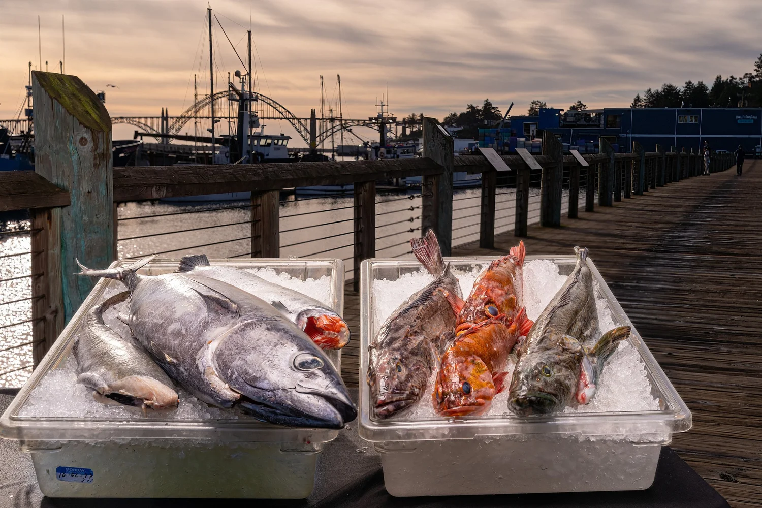 The Fish Market — Local Ocean