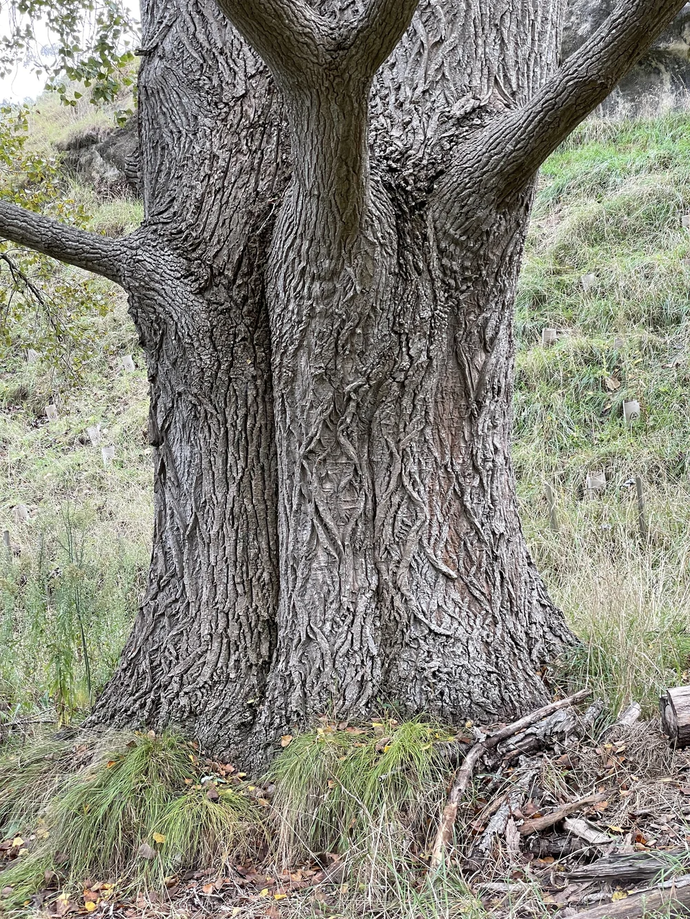 Nikki Bull Spiritual Director