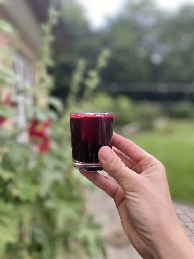 Dark Cherry Delight: Unveiling the Shadow Morello — Veranda Vikings