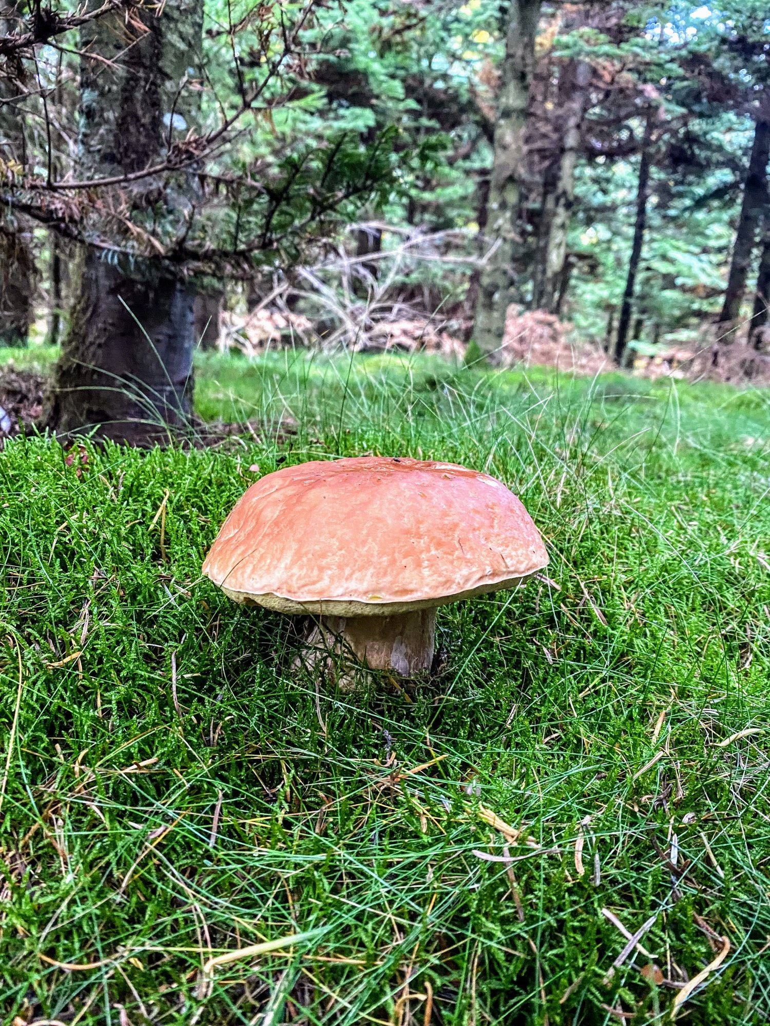 The giant boletus mushrooms — Veranda Vikings