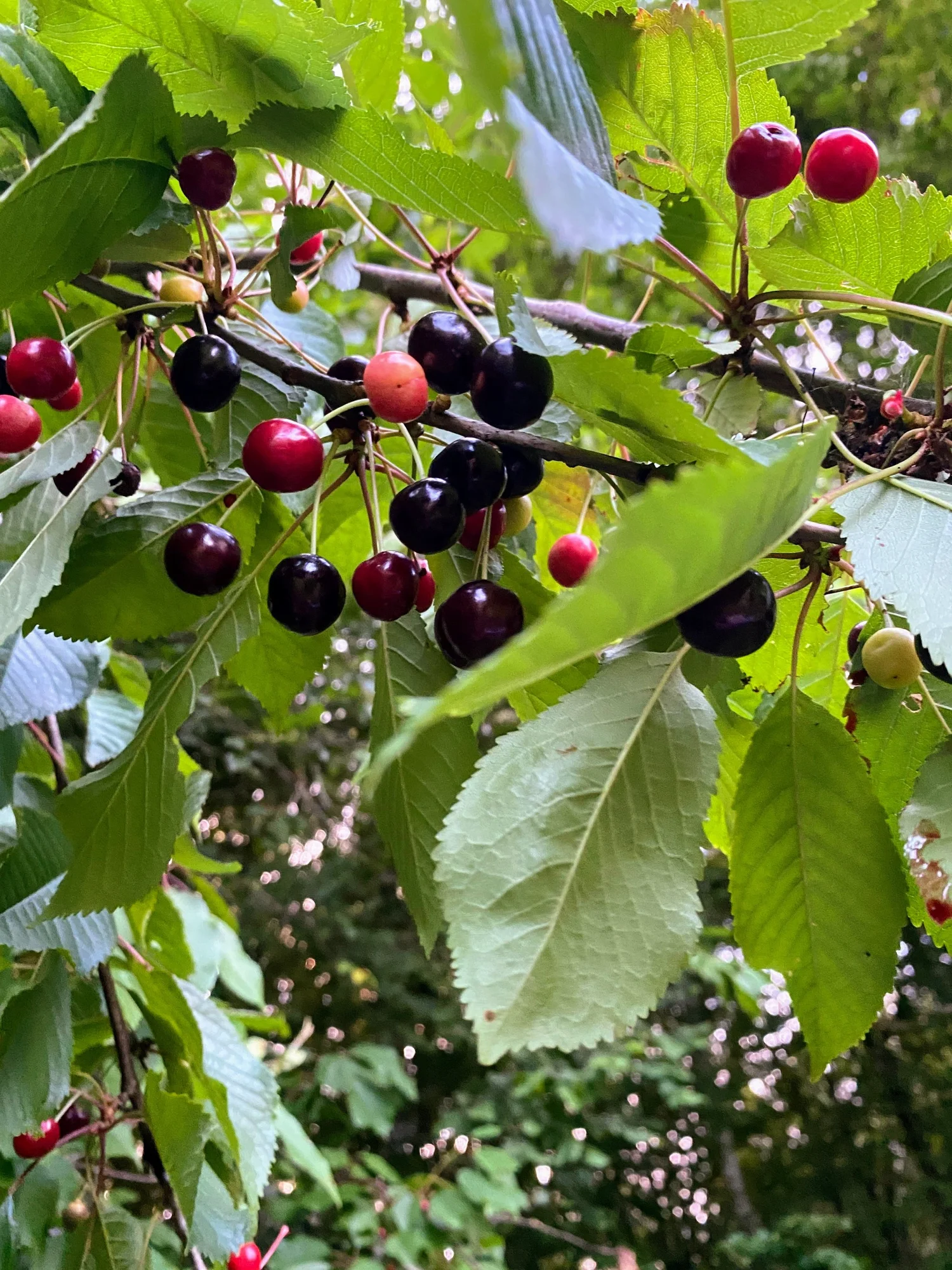 Dark Cherry Delight: Unveiling the Shadow Morello — Veranda Vikings