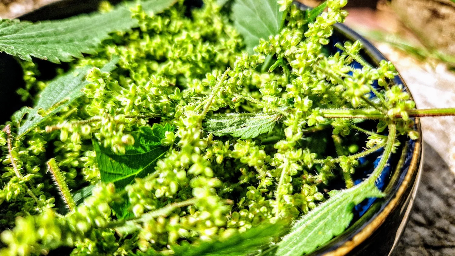 Foraging the ‘spicy’ stinging nettle seeds — Veranda Vikings