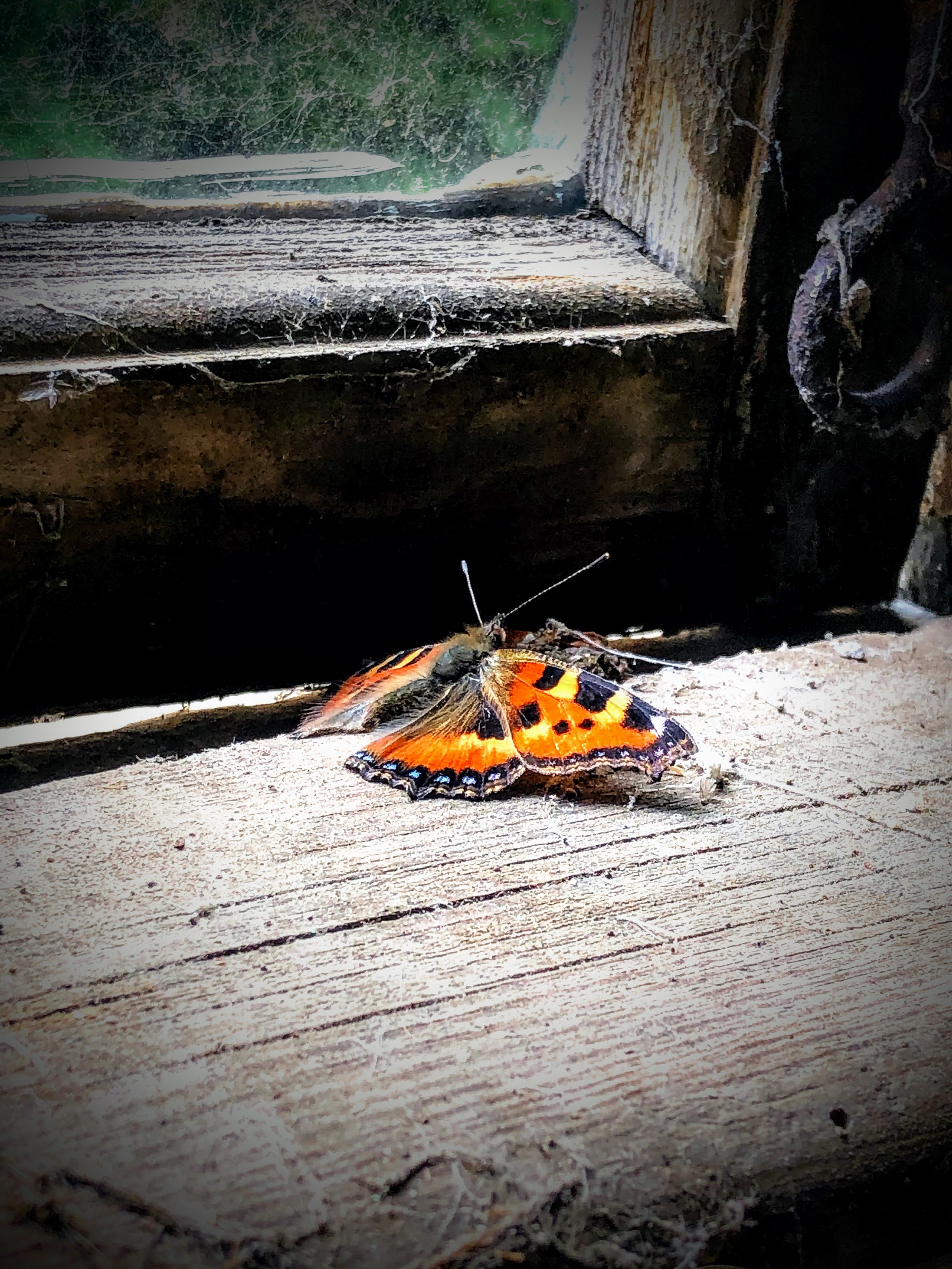 Waking Up the Wintering Butterflies — Veranda Vikings