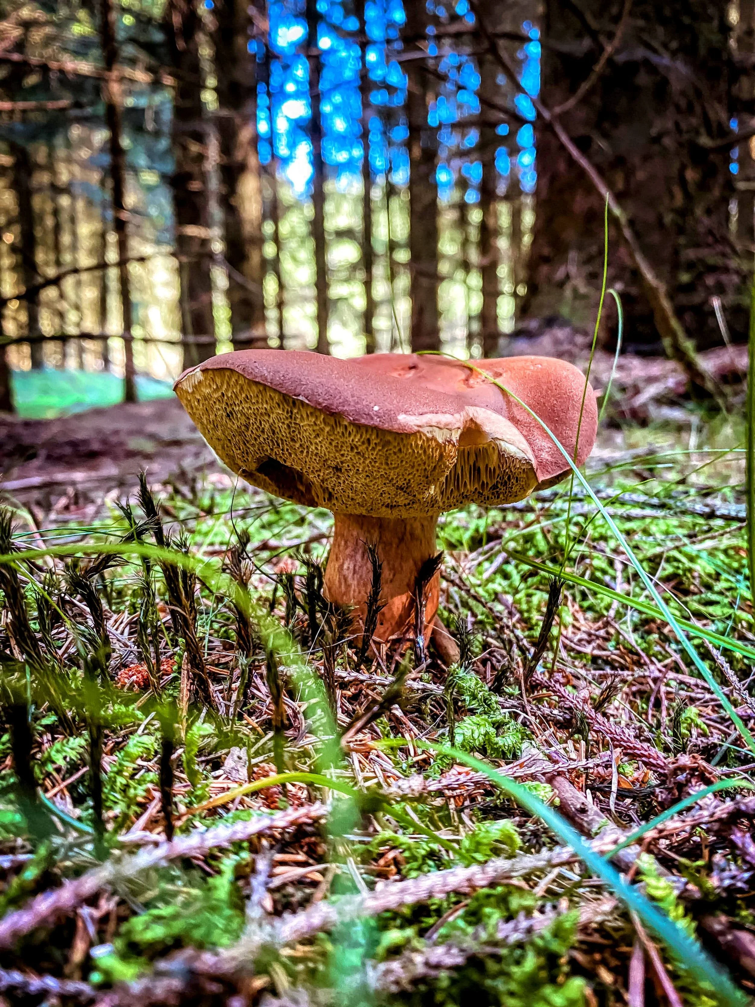 Karljohan and the nordic boletes — Veranda Vikings